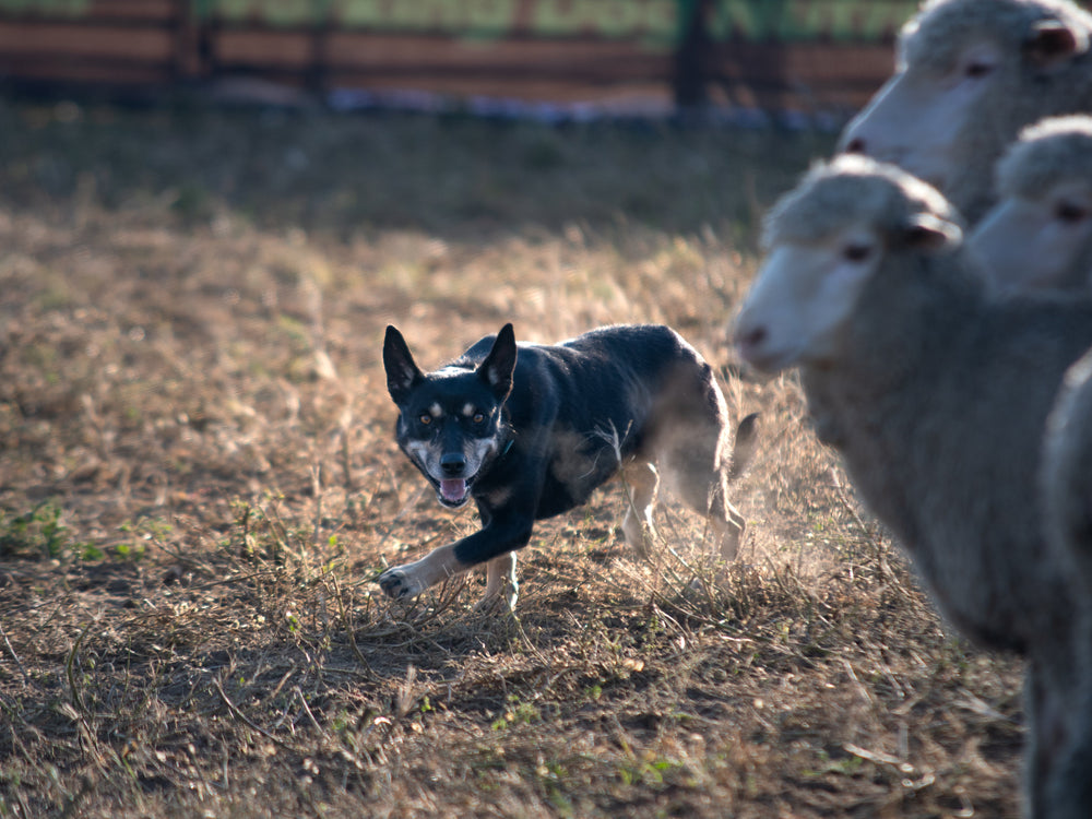 Blogs – Australian Working Stock Dog Magazine